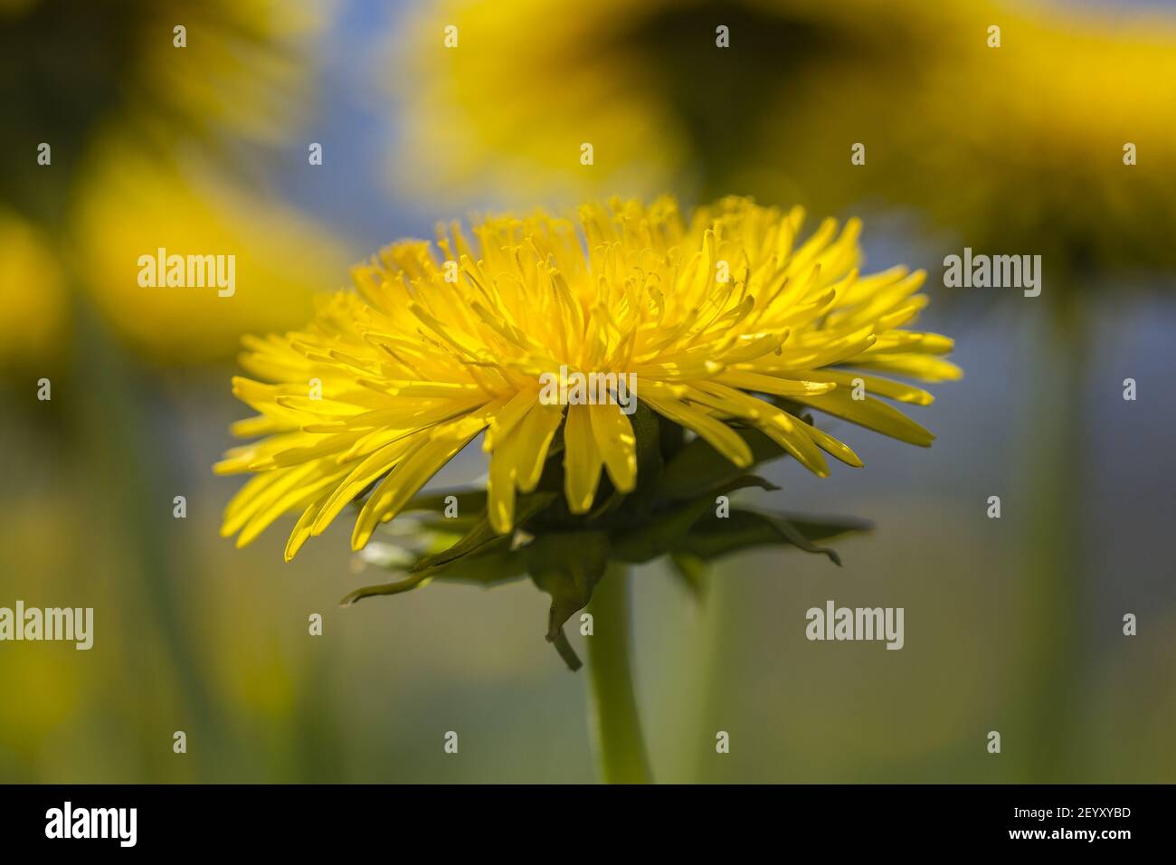 Spring meadow (3 Stock Photo - Alamy