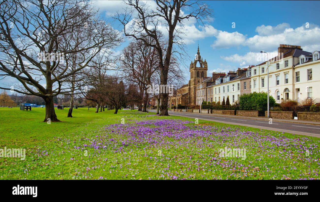 A spring display of Crocus flowers , The South Inch Perth, Scotland ...