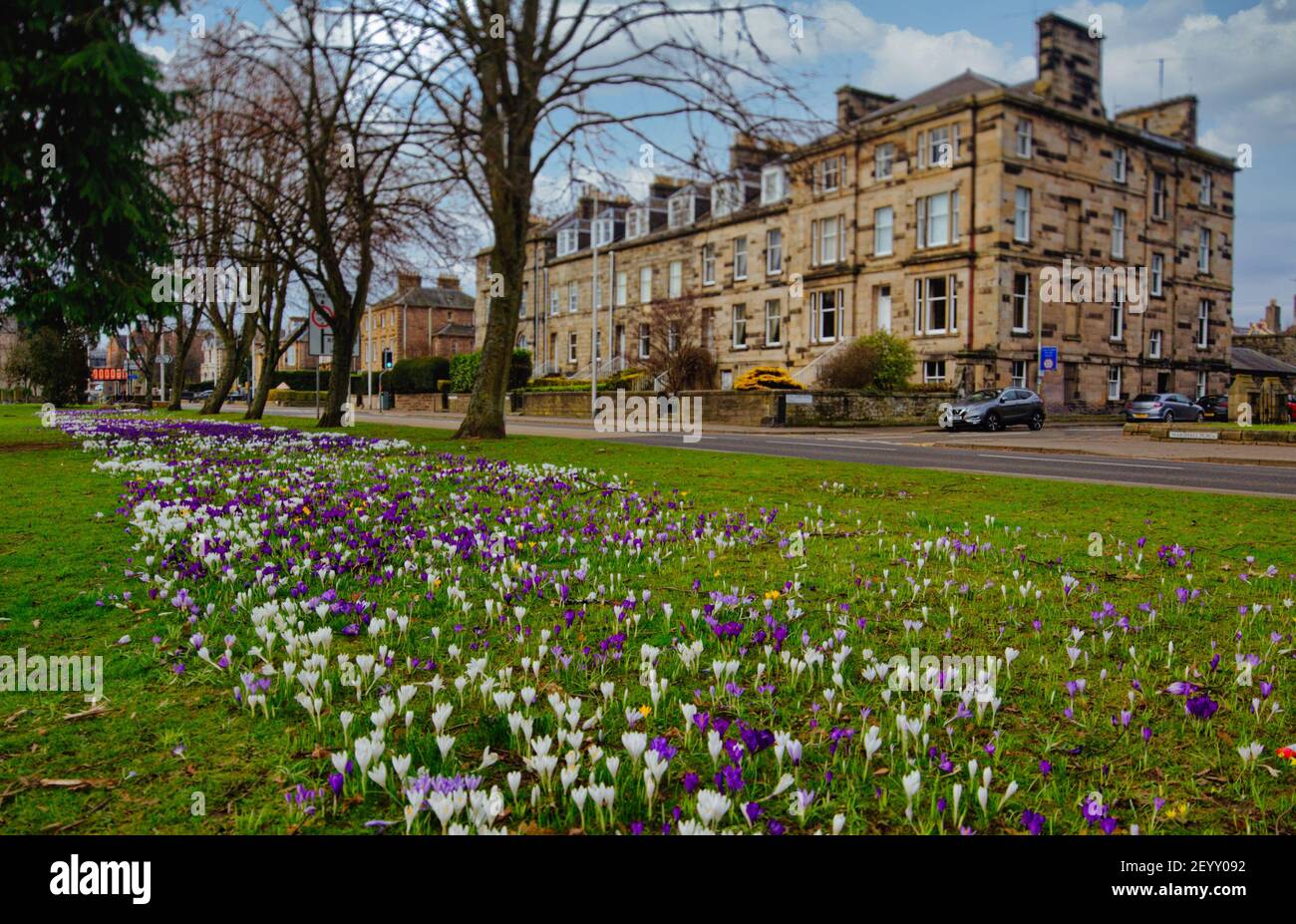 A spring display of Crocus flowers , The South Inch Perth, Scotland ...