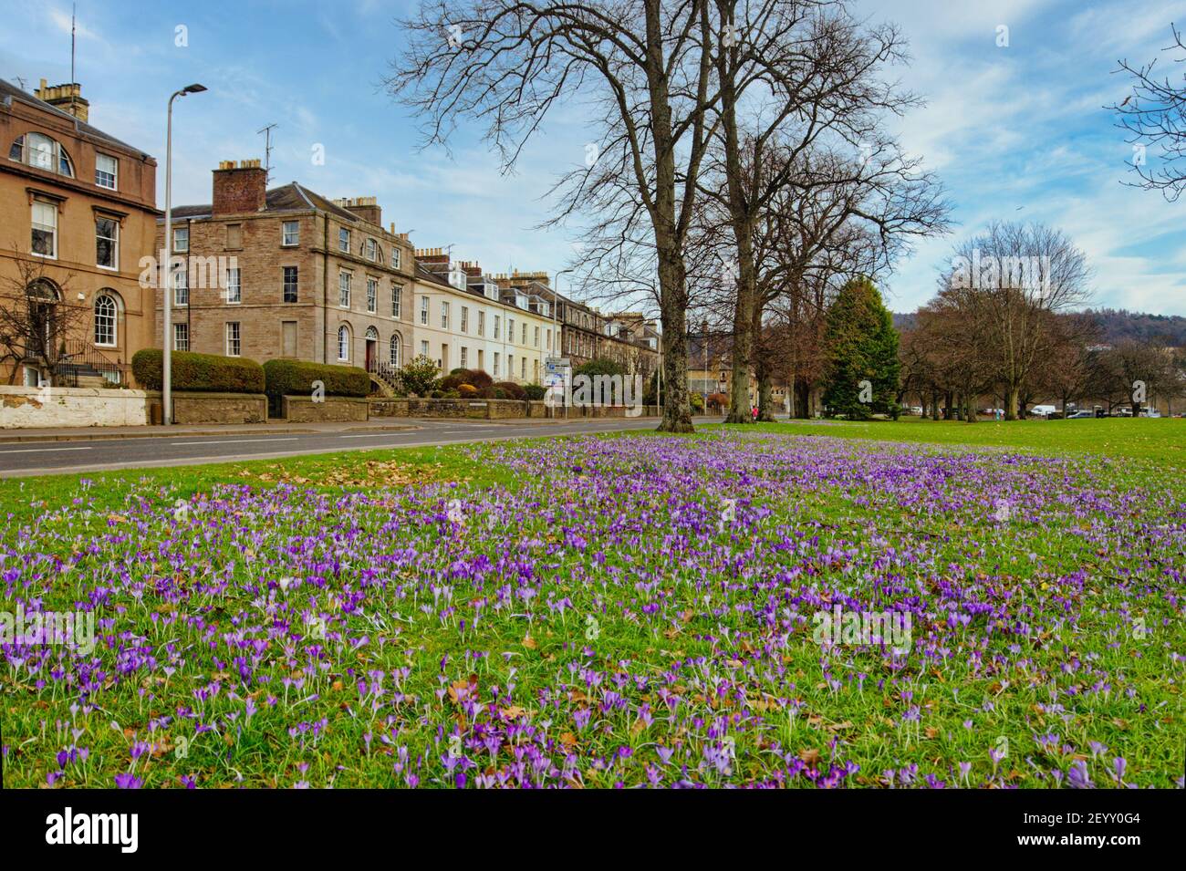A spring display of Crocus flowers , The South Inch Perth, Scotland ...