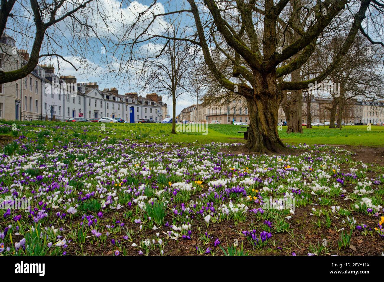 A spring display of Crocus flowers , The North Inch Perth, Scotland ...