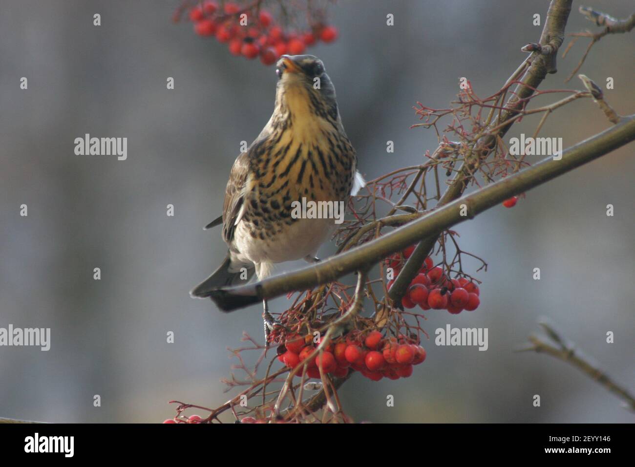 Fieidfare, turdus pilaris, fieldfare and rowan, birds, song birds Stock ...