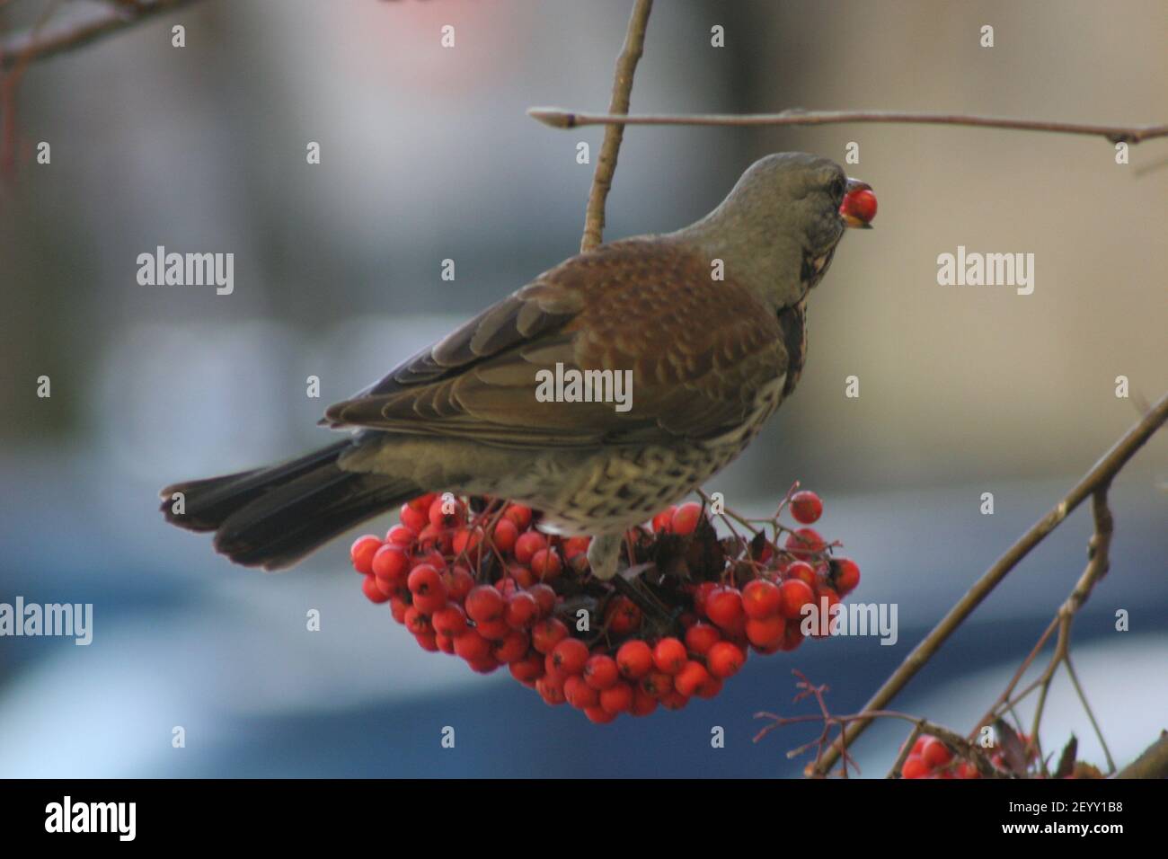 Fieidfare, turdus pilaris, fieldfare and rowan, birds, song birds Stock ...