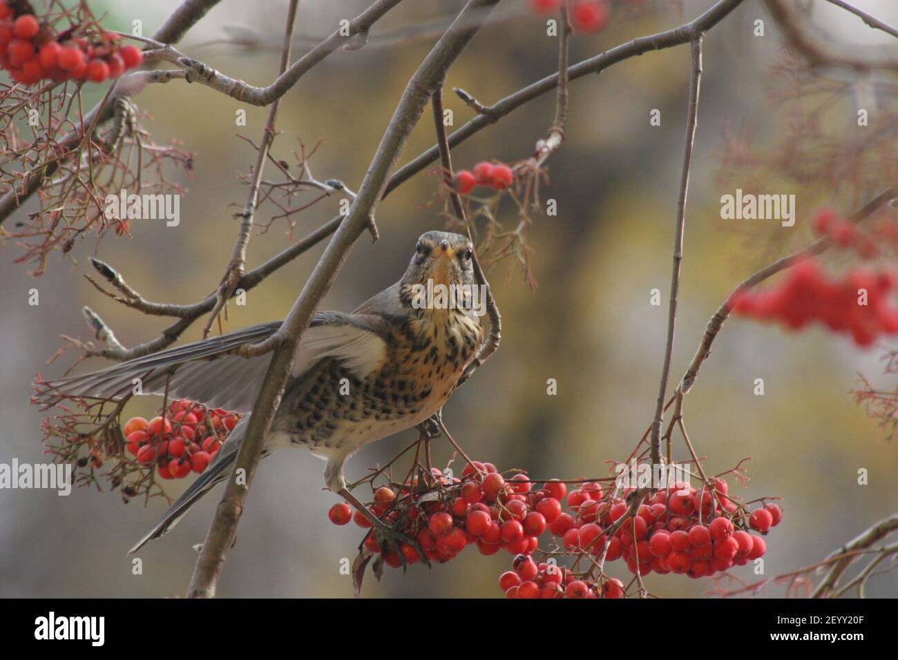 Fieidfare, turdus pilaris,fieldfare and rowan, birds, song birds Stock ...