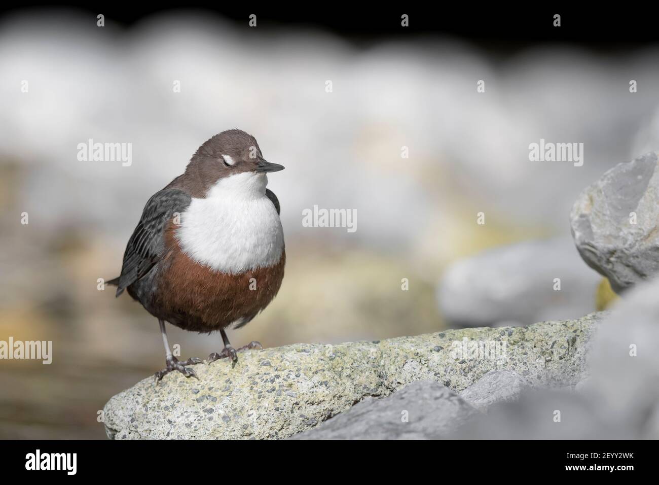 Norways national bird hi-res stock photography and images - Alamy