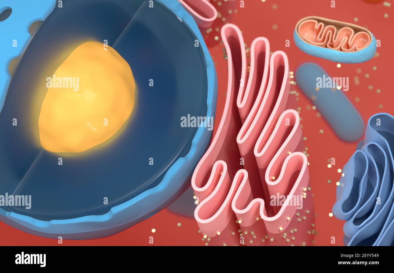 Internal structure of an animal cell, 3d rendering. Section view ...