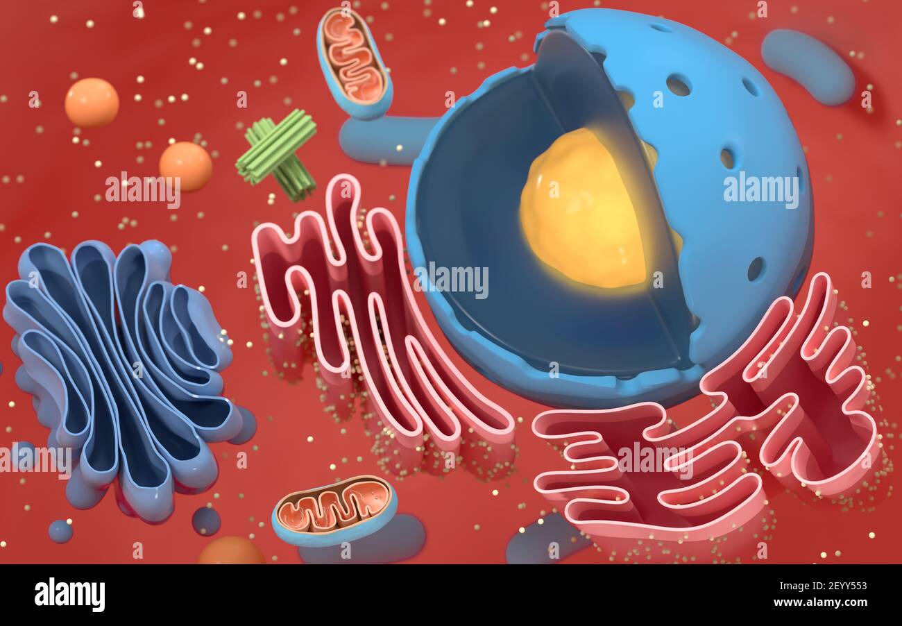 Internal structure of an animal cell, 3d rendering. Section view ...