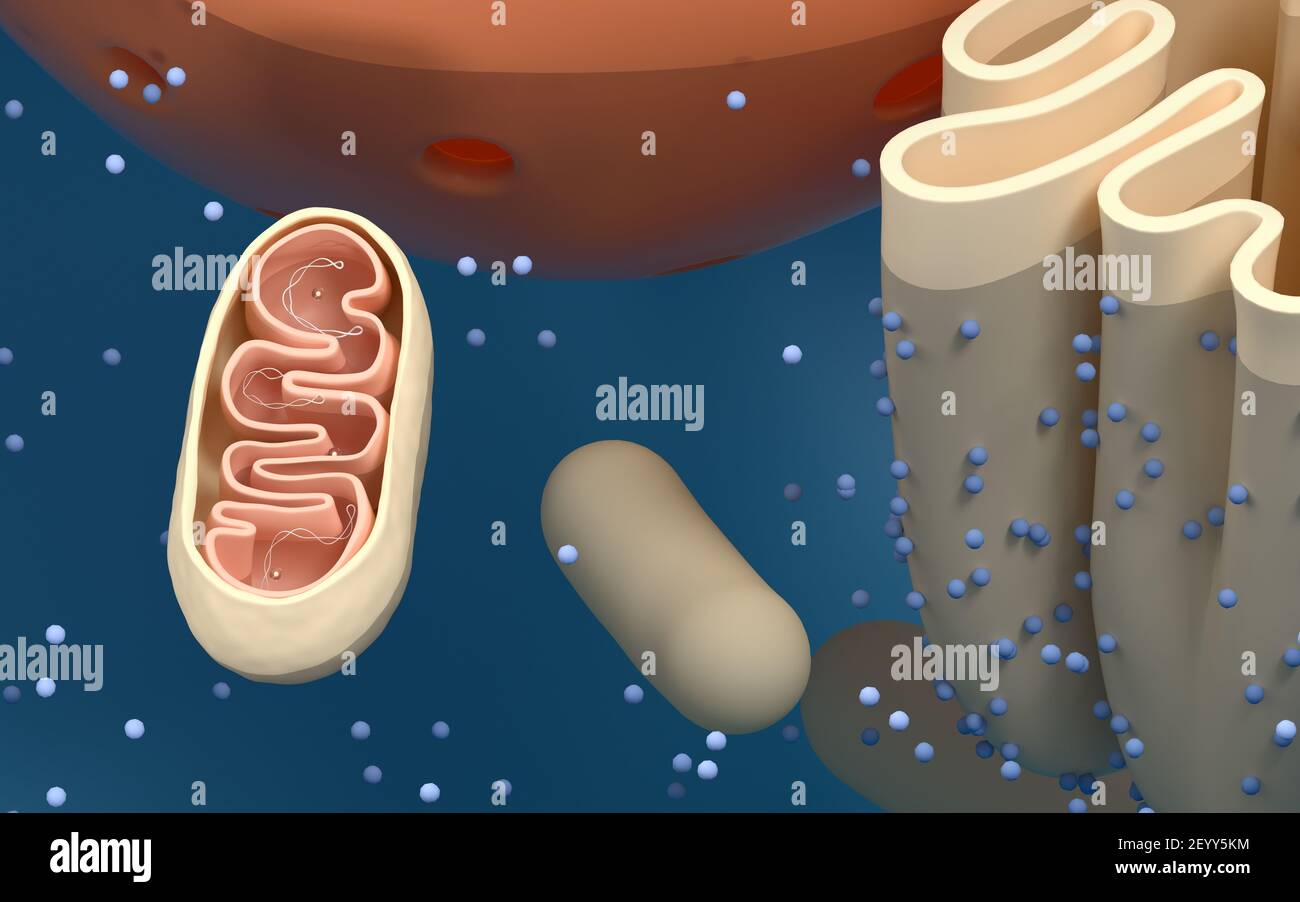Internal structure of an animal cell, 3d rendering. Section view ...