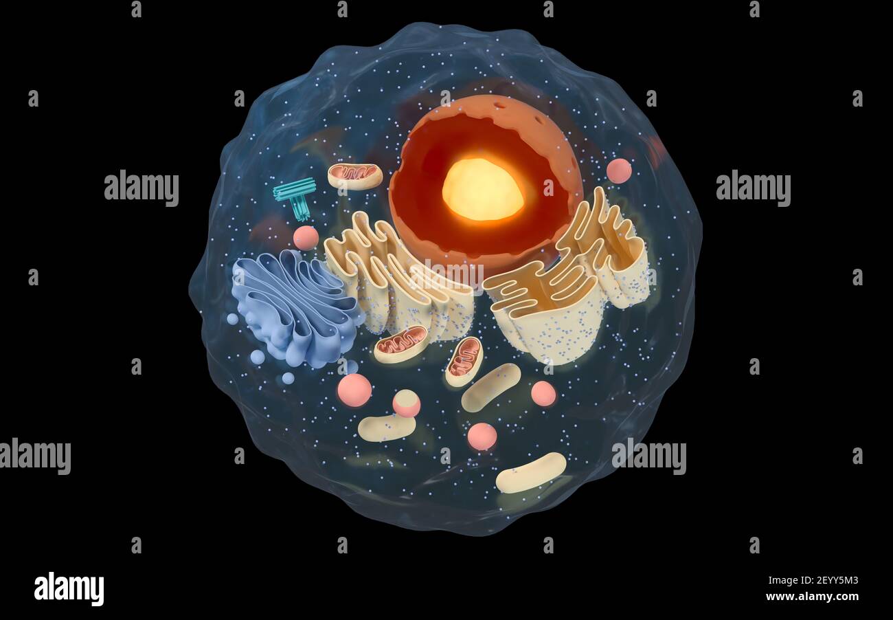 Chondriosome Hi res Stock Photography And Images Alamy Chondriosome Hi res Stock Photography And Images Alamy
