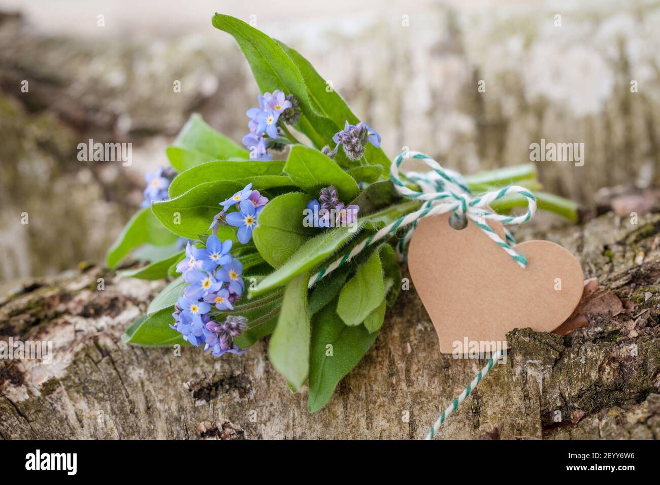 Small bunch of forget-me-nots Stock Photo - Alamy