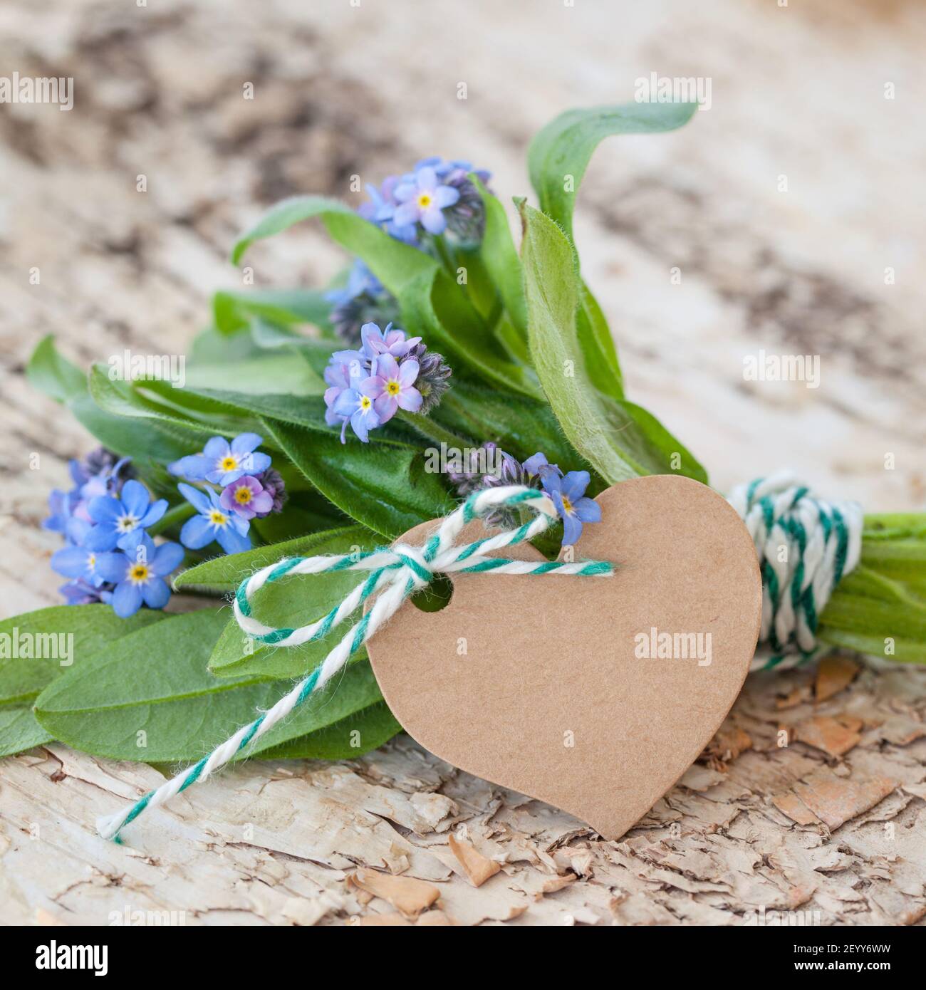 Small forget me not flowers hi-res stock photography and images - Alamy