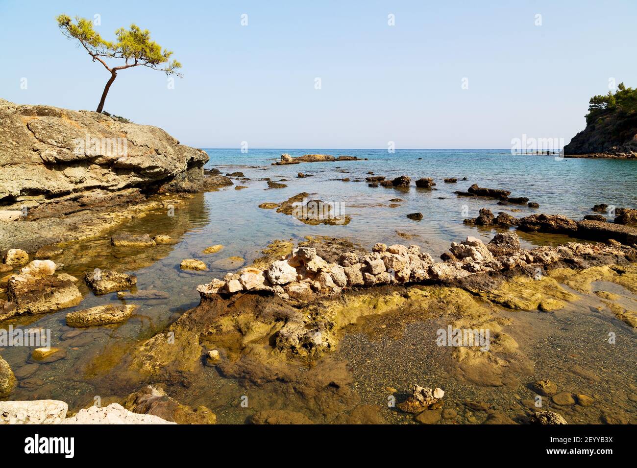 Pine plant tree see turkey europe Stock Photo - Alamy