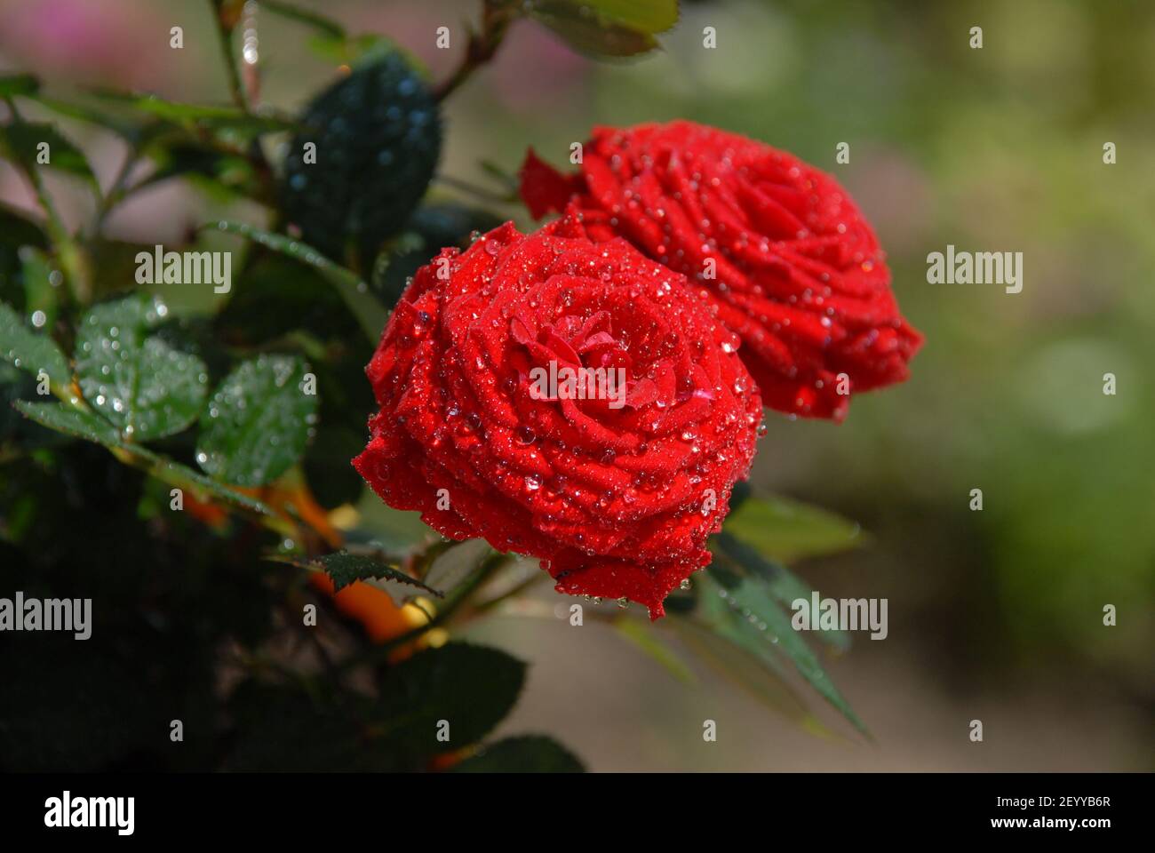 Bush roses hi-res stock photography and images - Alamy