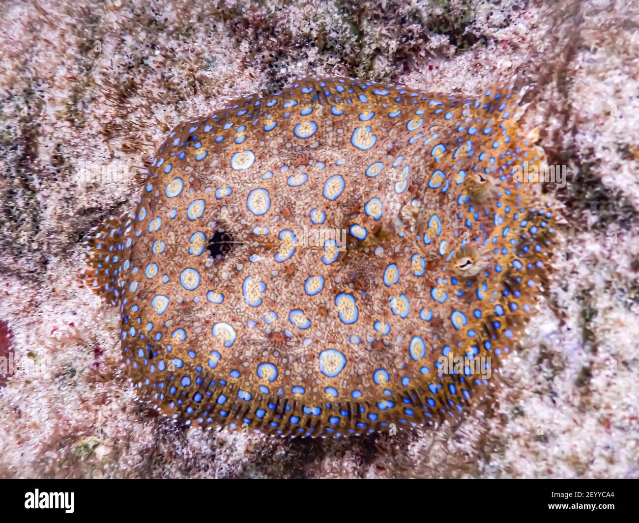 A high angle shot of a peacock flounder face on the rocks underwater ...