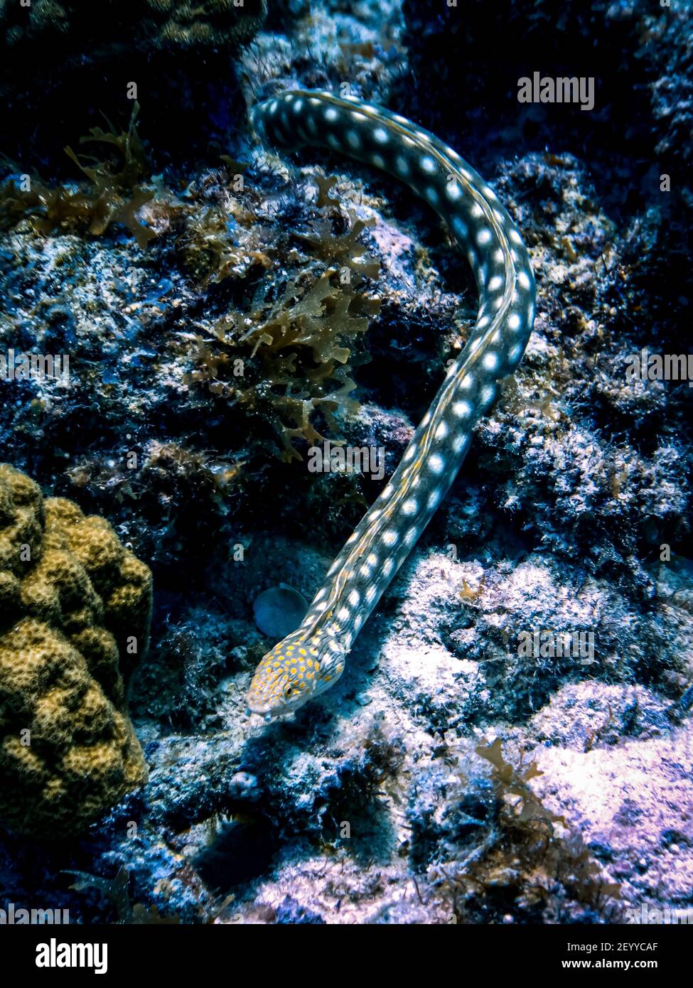 A vertical shot of an eel fish swimming near the rocks and corals Stock ...