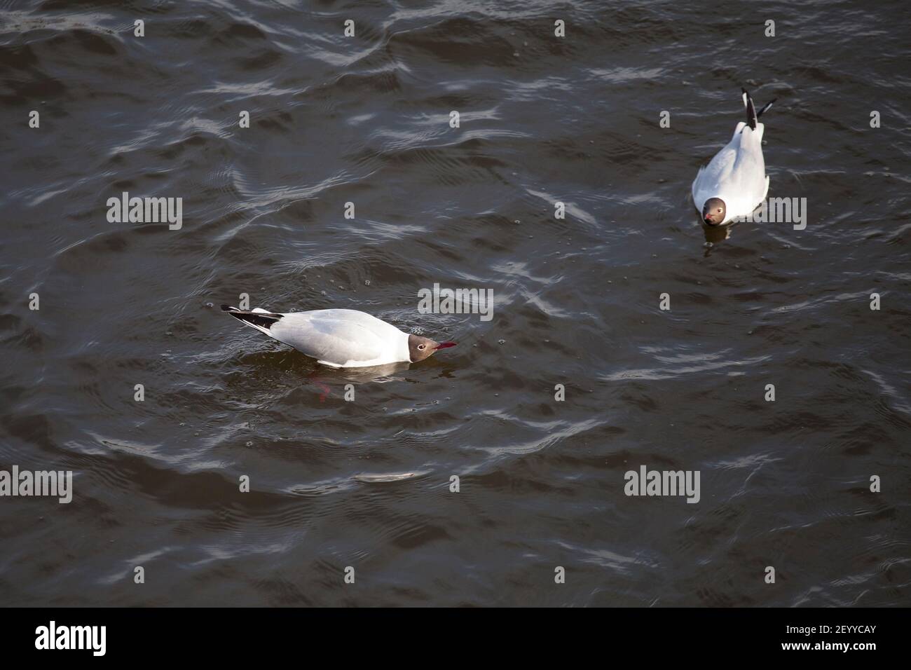 Wing plumage stretched hi-res stock photography and images - Alamy