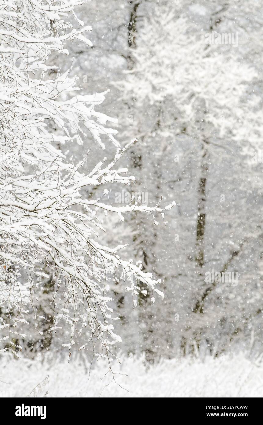 Mesmerizing shot beautiful snow hi-res stock photography and images - Alamy