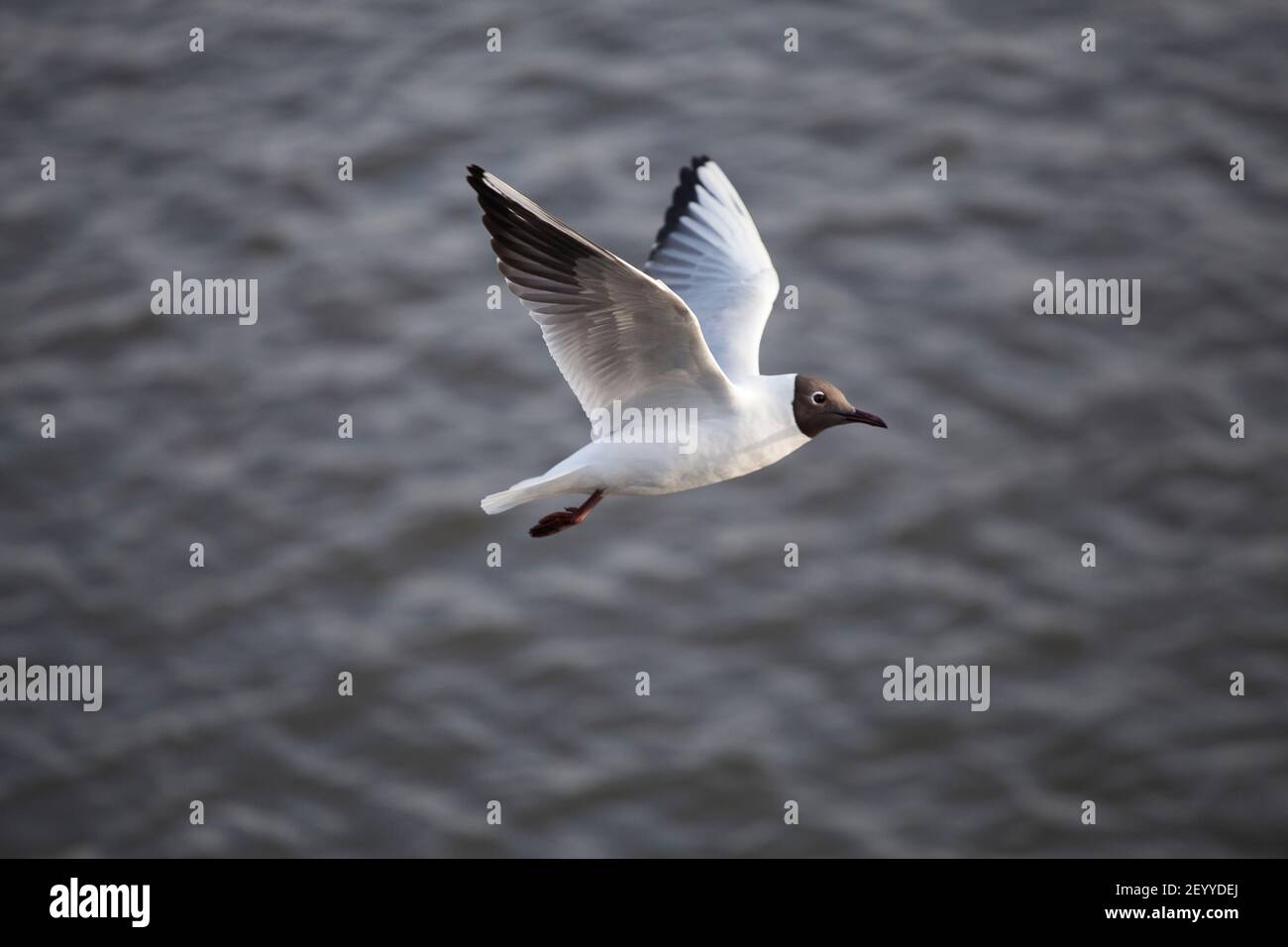 Lake river, black-headed, ordinary seagull with a black head, very ...