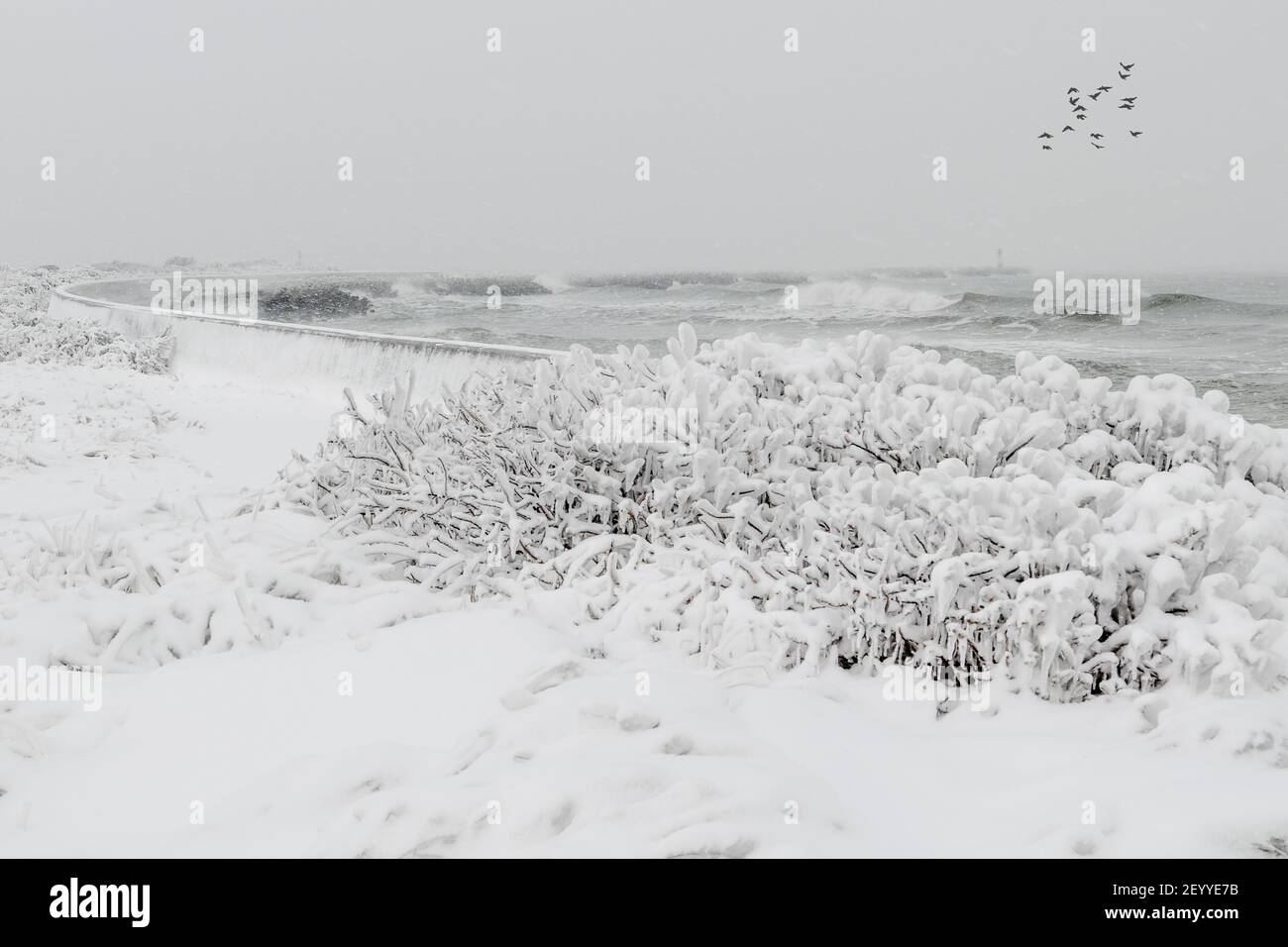 A mesmerizing shot of a beautiful winter seascape with flying birds in ...