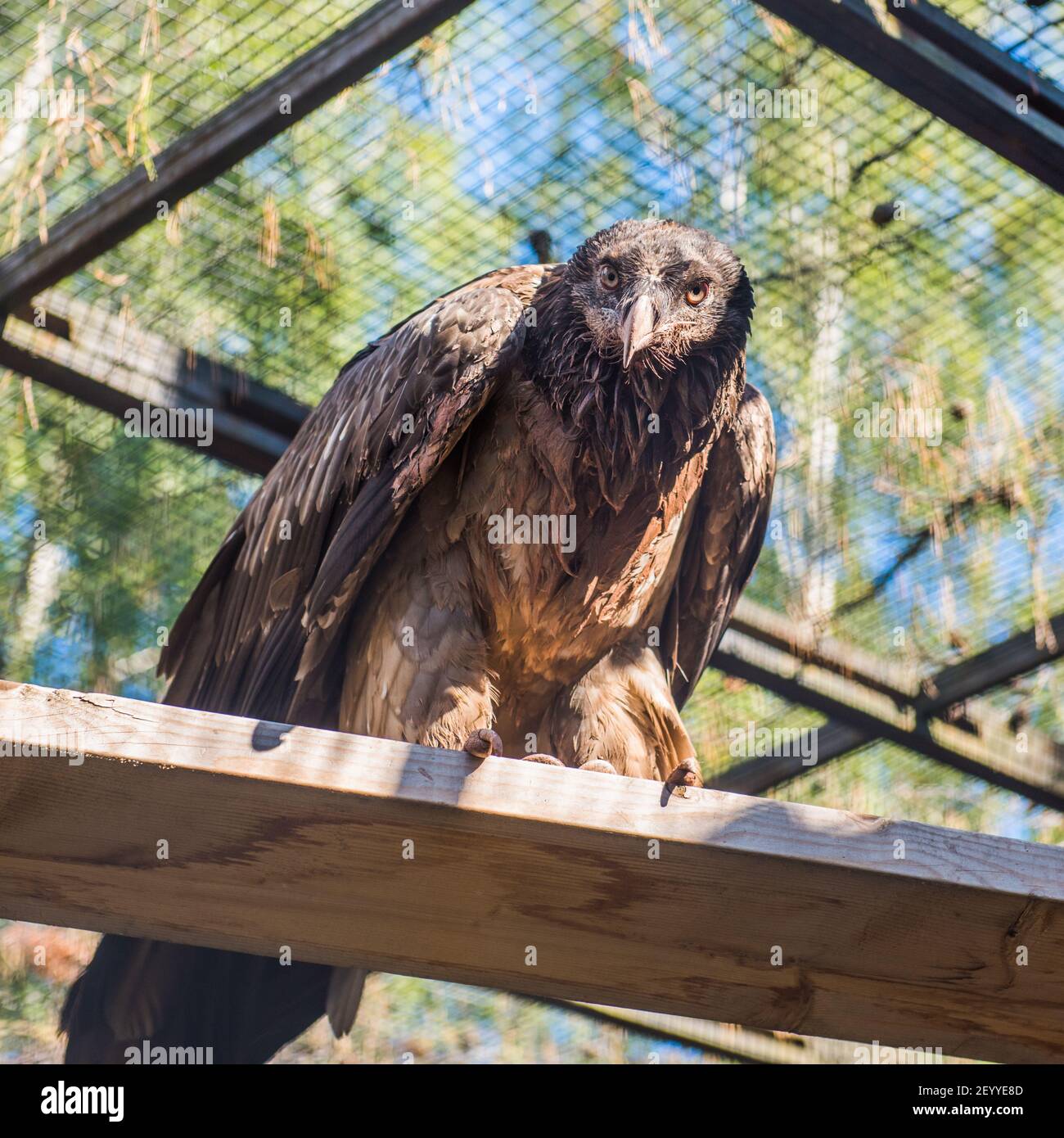 Vulture in a zoo on a blurred nature background. A vulture bird of prey ...
