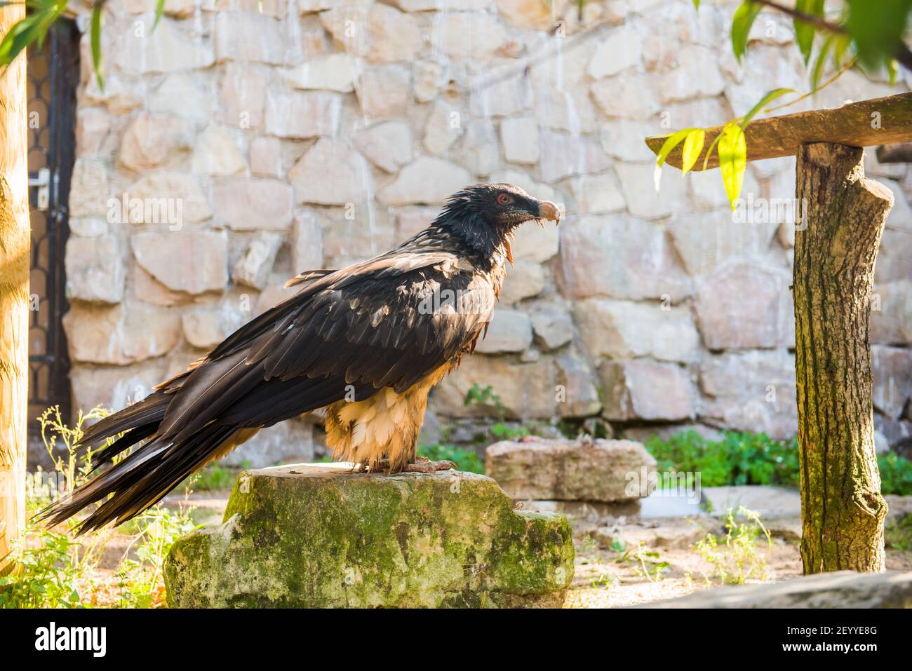Vulture in a zoo on a blurred nature background. A vulture bird of prey ...