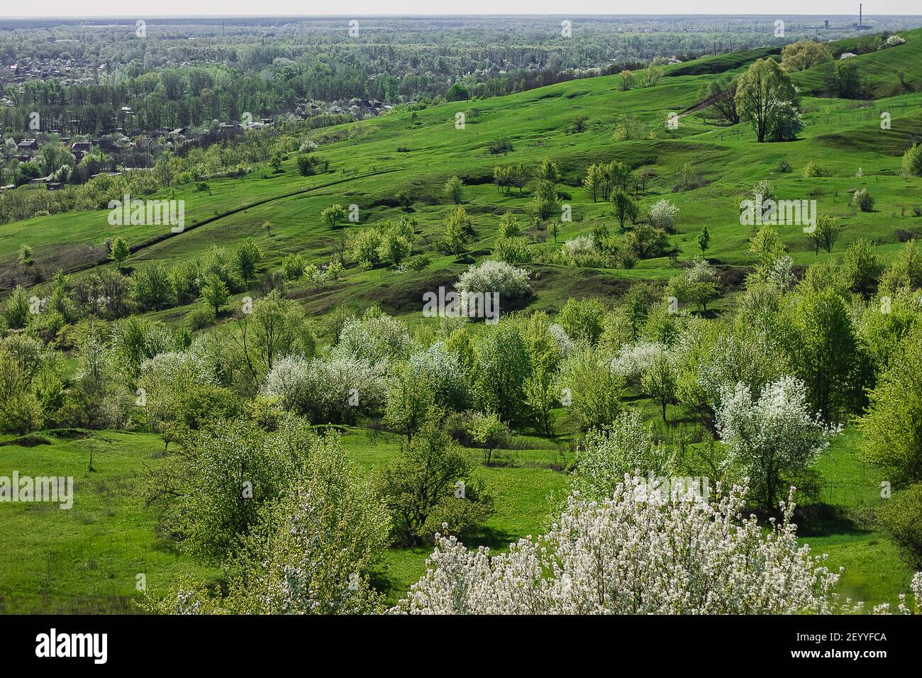 Spring countryside view with road, cherry blossom blooming villages ...