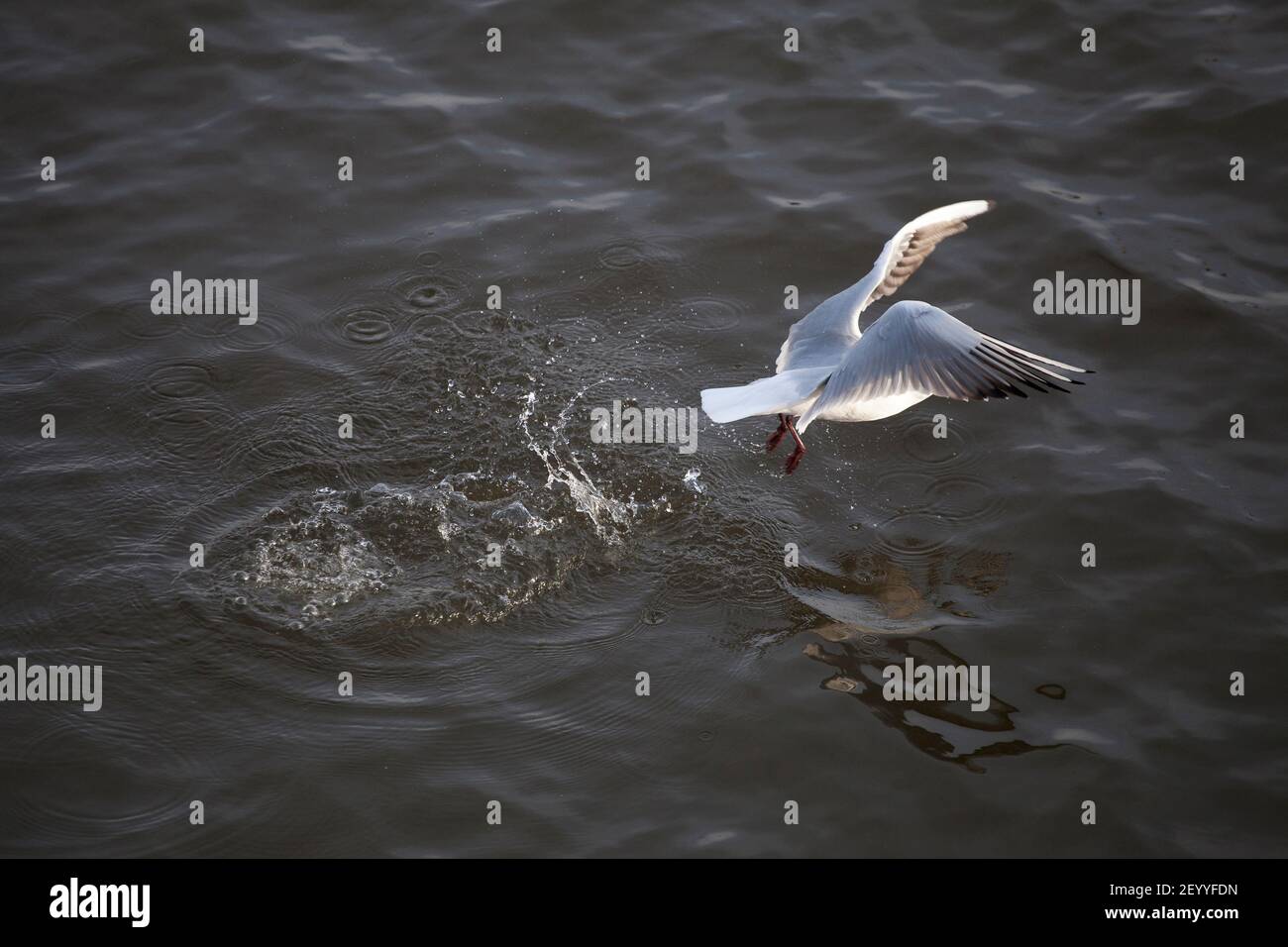 Lake river, black-headed, ordinary seagull with a black head, takes off ...