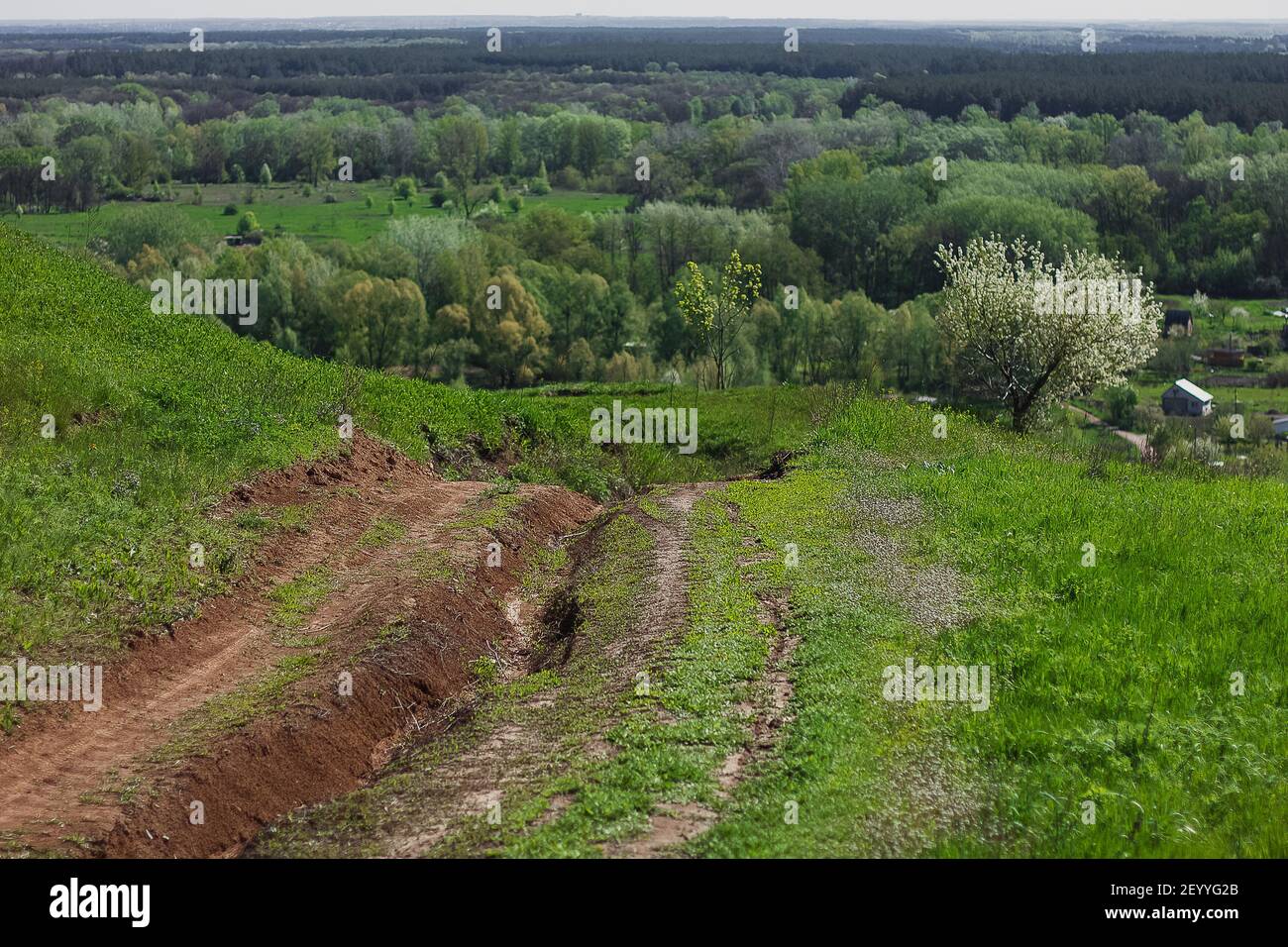 Spring countryside view with road, cherry blossom blooming villages ...