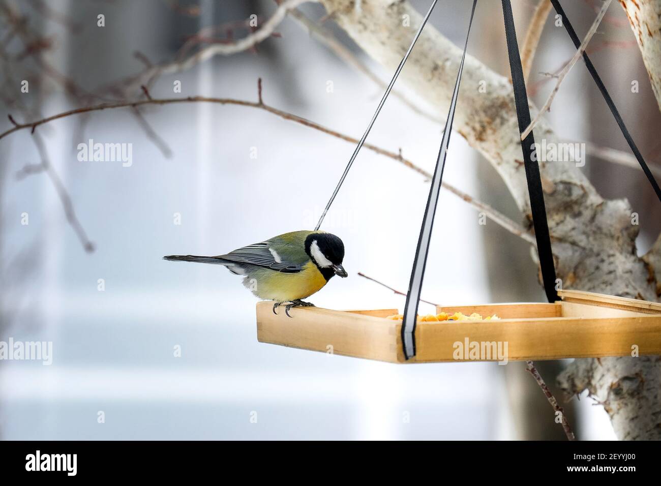 Great titmouse hi-res stock photography and images - Alamy
