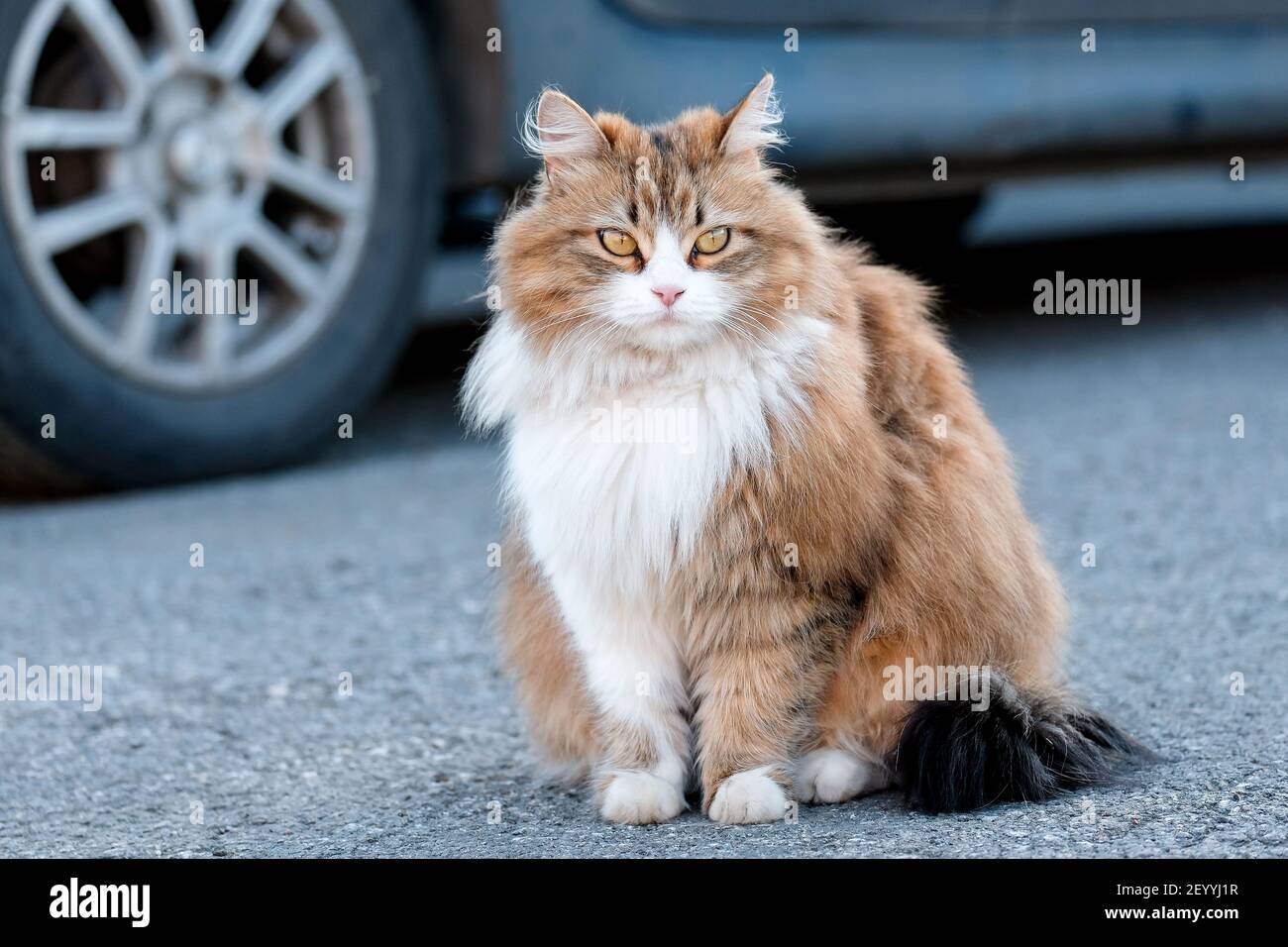 A homeless cat is sitting on the road. Fat fluffy cat is lonely Stock ...
