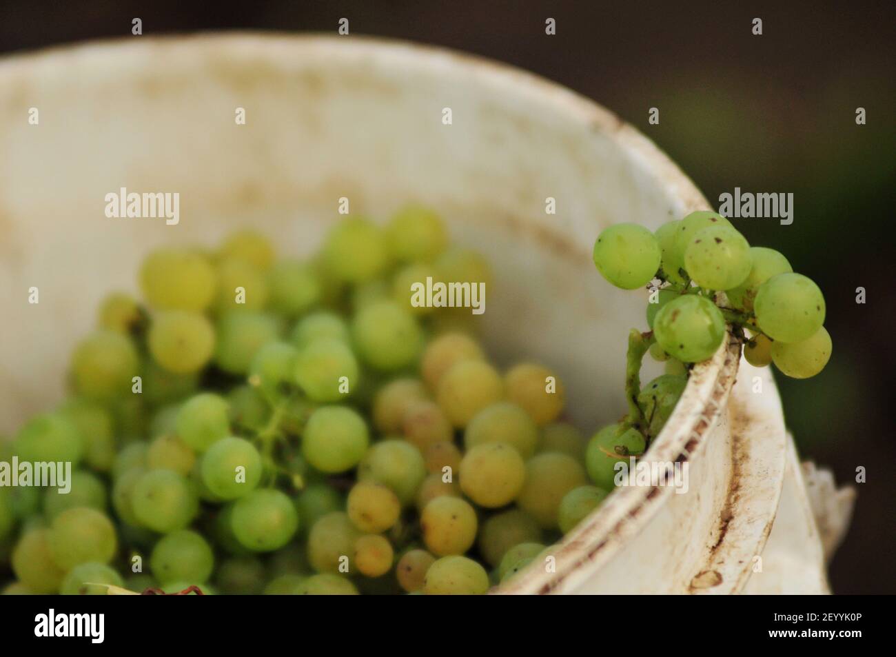 17 October 2012 - Langley, B.C., Canada - Bunches of Bacchus wine ...