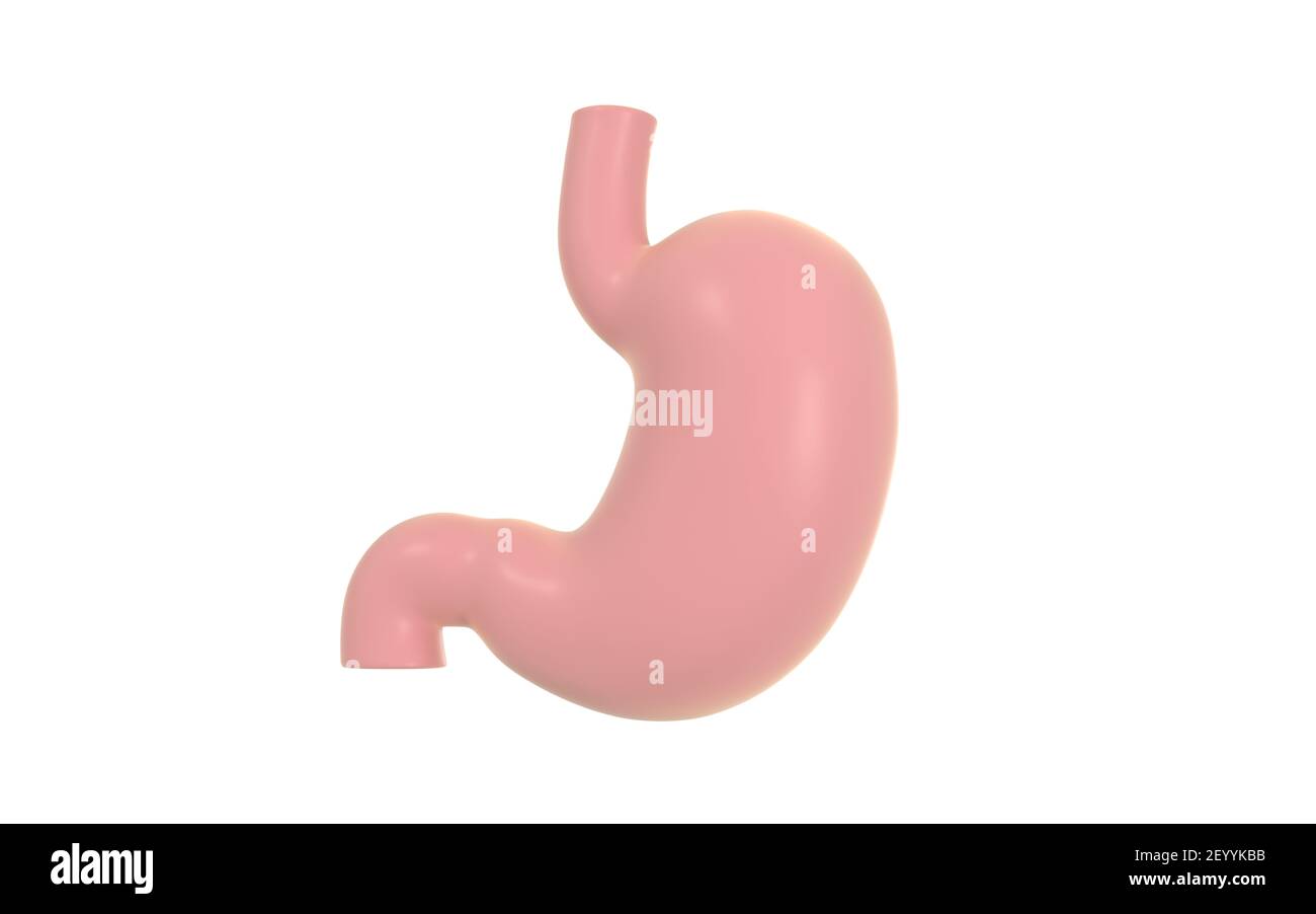 Human Internal Stomach Anatomy, 3d rendering. Computer digital drawing ...