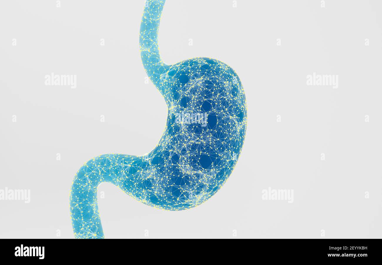 Human Internal Stomach with digital lines, 3d rendering. Computer ...