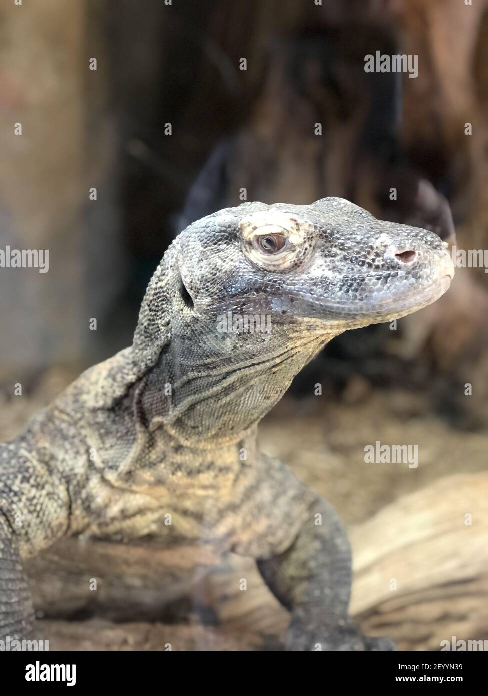 A vertical selective shot of a reptile captured during the daytime ...