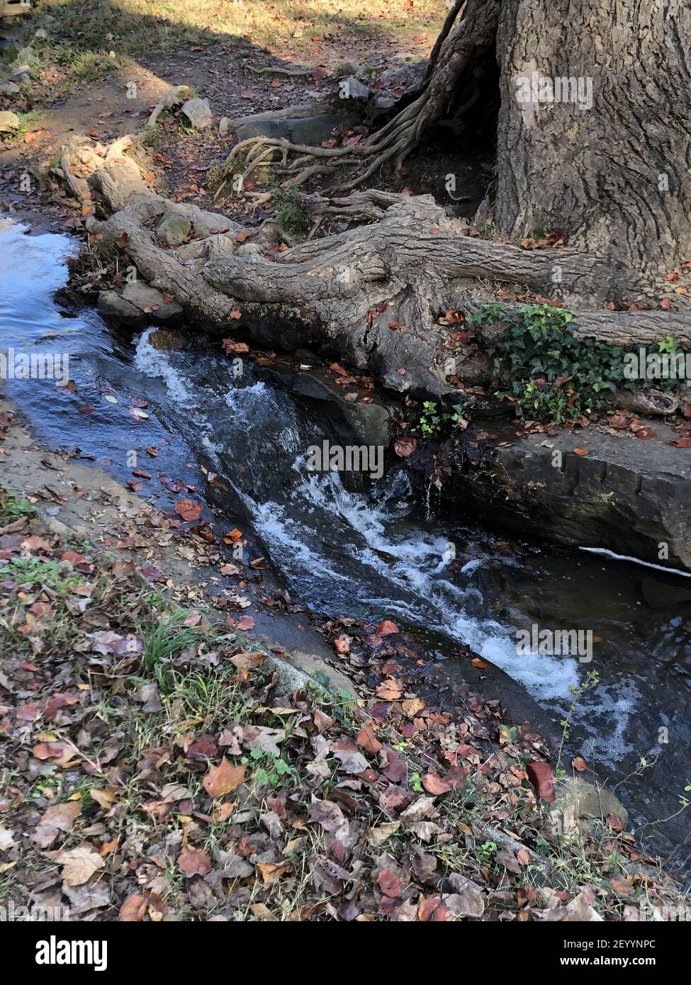 A vertical high angle shot of a small river cascading in a forest by ...