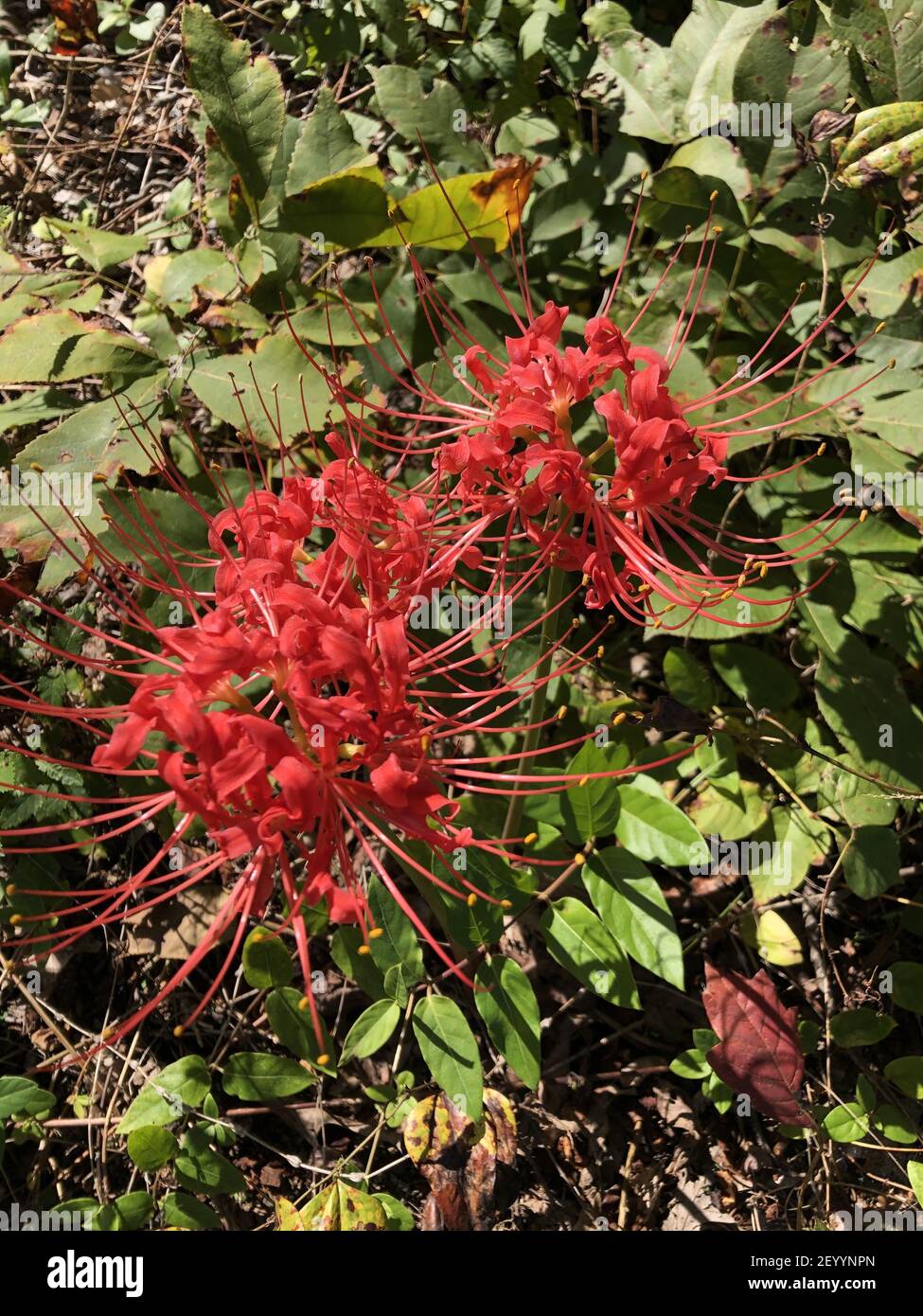 A vertical high angle shot of red Licoris flowers in a garden captured ...