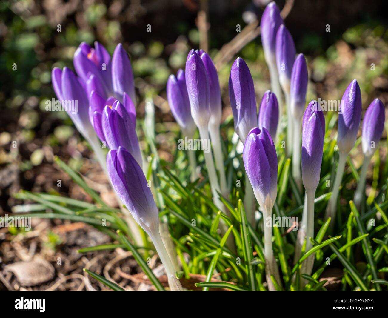Crocus in a meadow in spring Stock Photo - Alamy