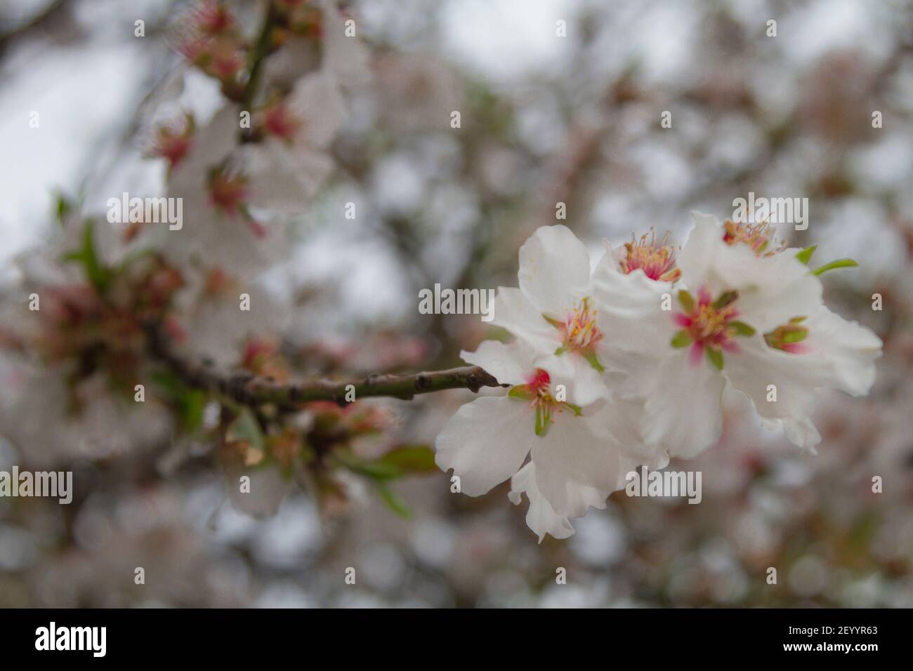 Spring flowering almond branch on a background of nature Stock Photo ...