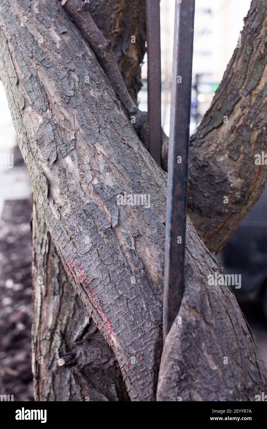 power of nature, tree and iron, tree that swallowsiron. Tree trunk ...