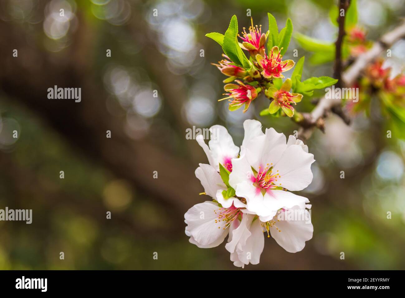 Pink flowering almond bush hi-res stock photography and images - Alamy