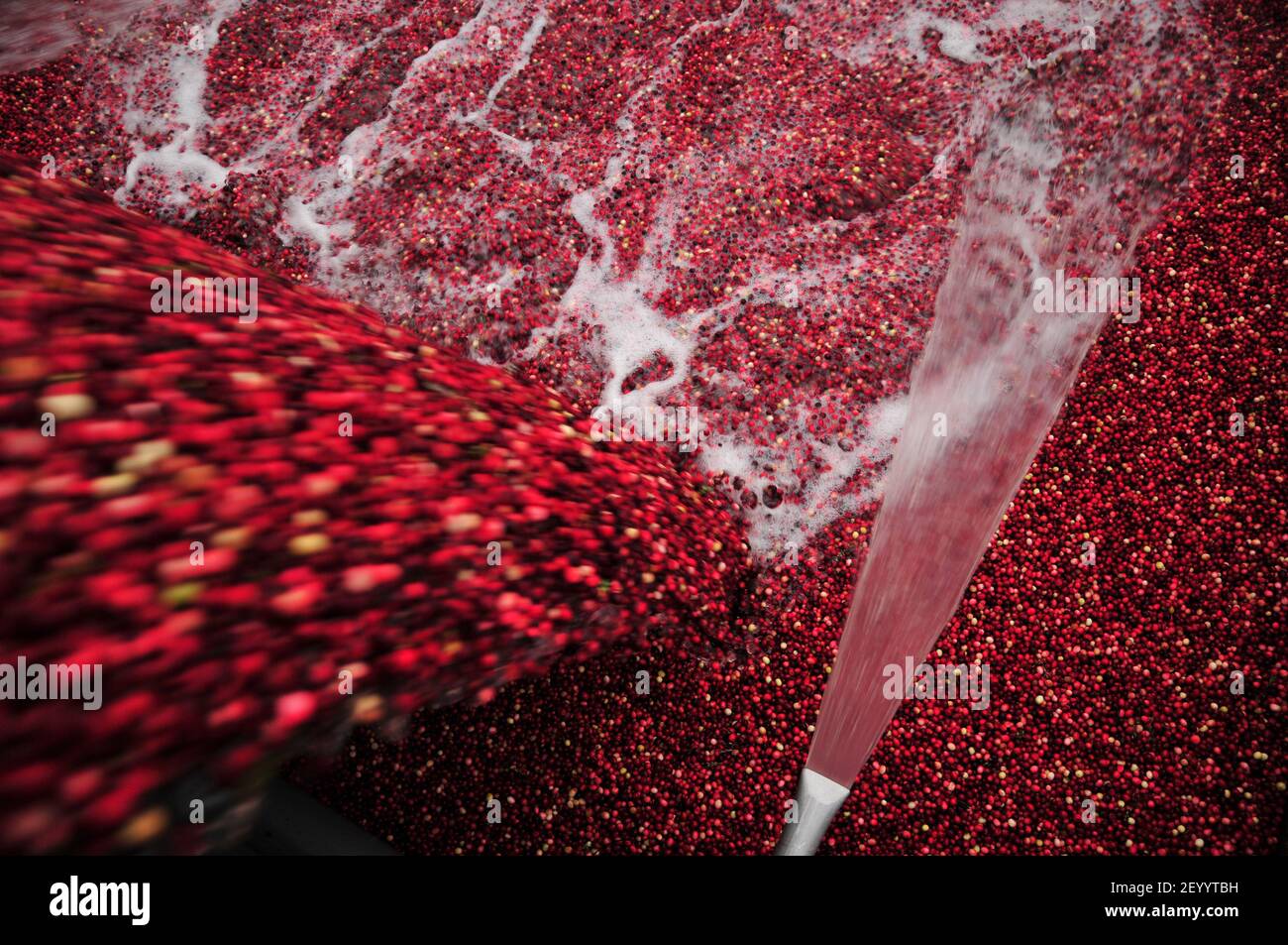 22 October 2012 - Richmond, B.C., Canada - Cranberries flow from a ...