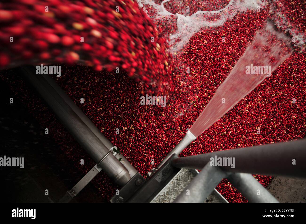 22 October 2012 - Richmond, B.C., Canada - Cranberries flow from a ...