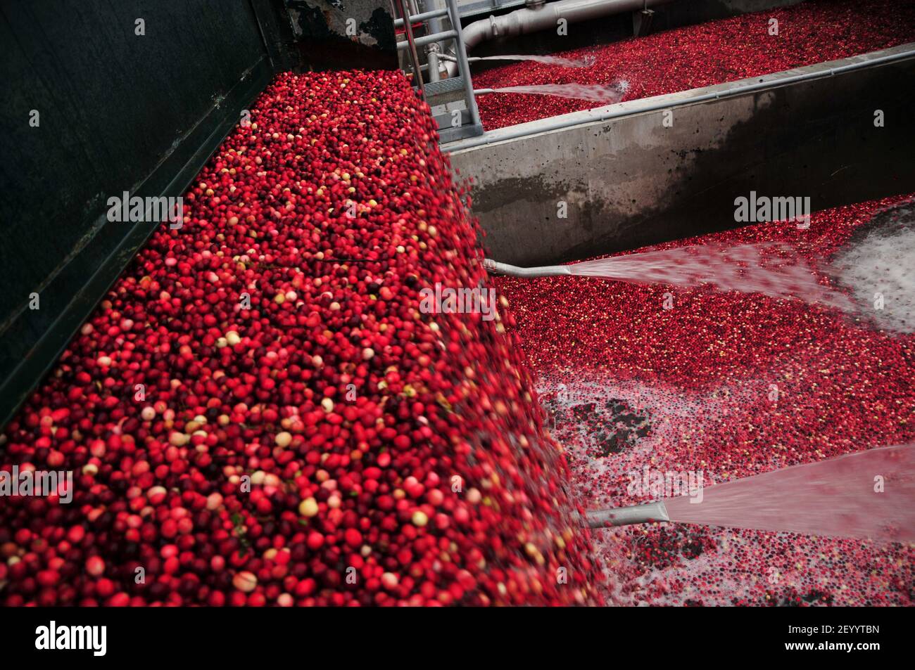 22 October 2012 - Richmond, B.C., Canada - Cranberries flow from a ...