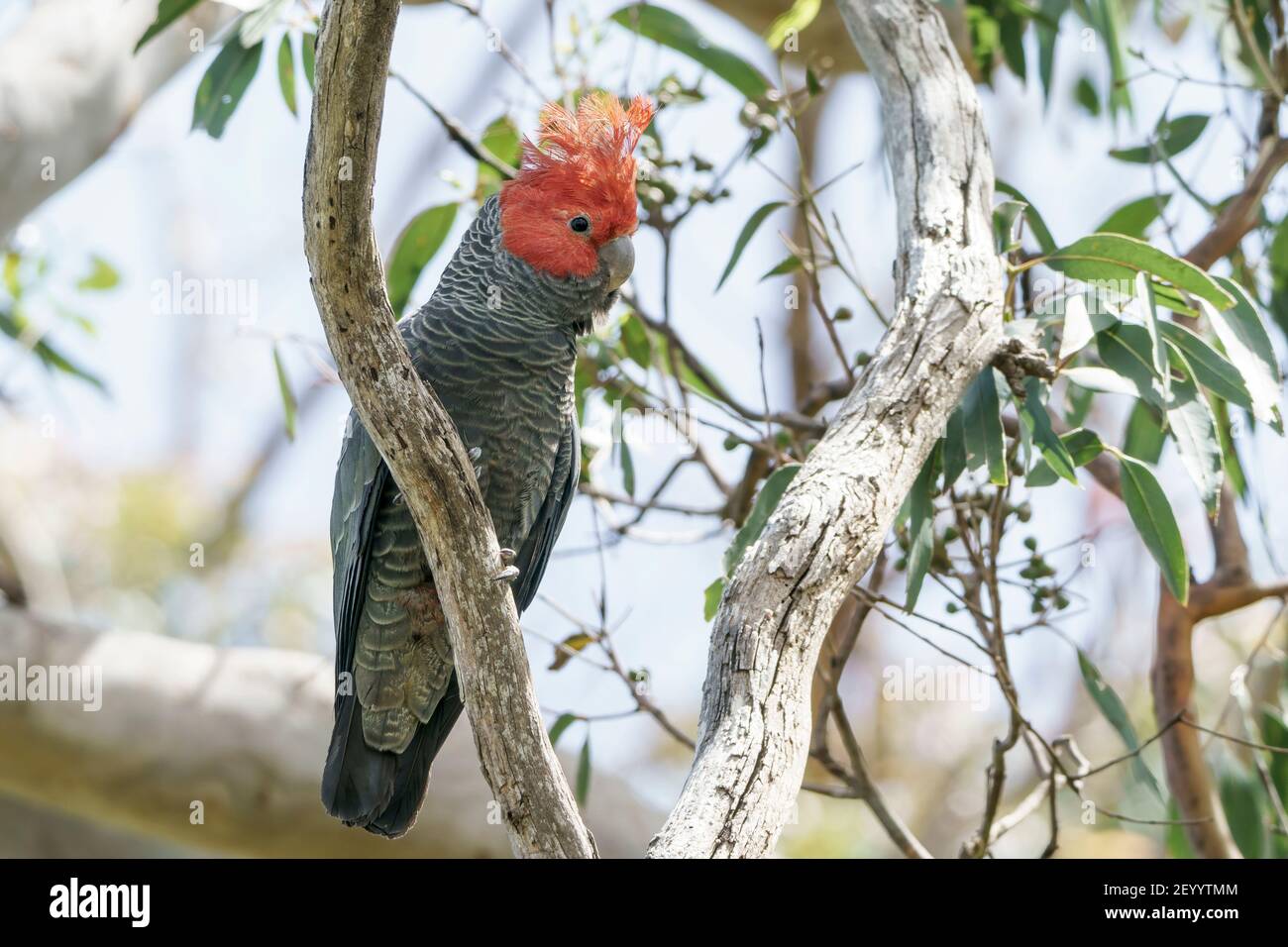 Preening cockatoo hi-res stock photography and images - Alamy