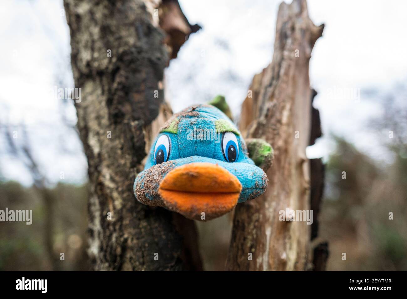 Abandoned stuffed toy hi-res stock photography and images - Alamy