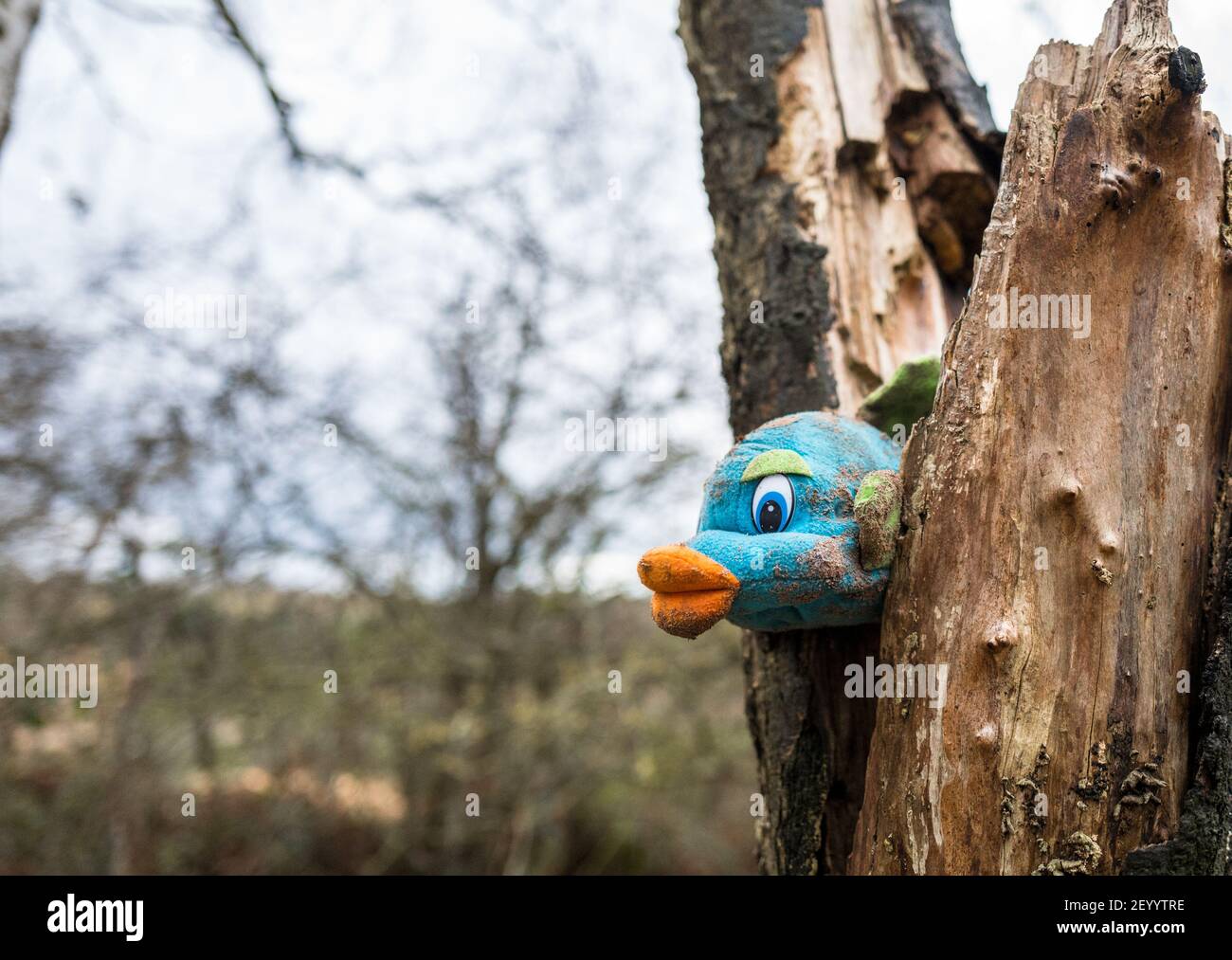 Stuffed tree hi-res stock photography and images - Alamy