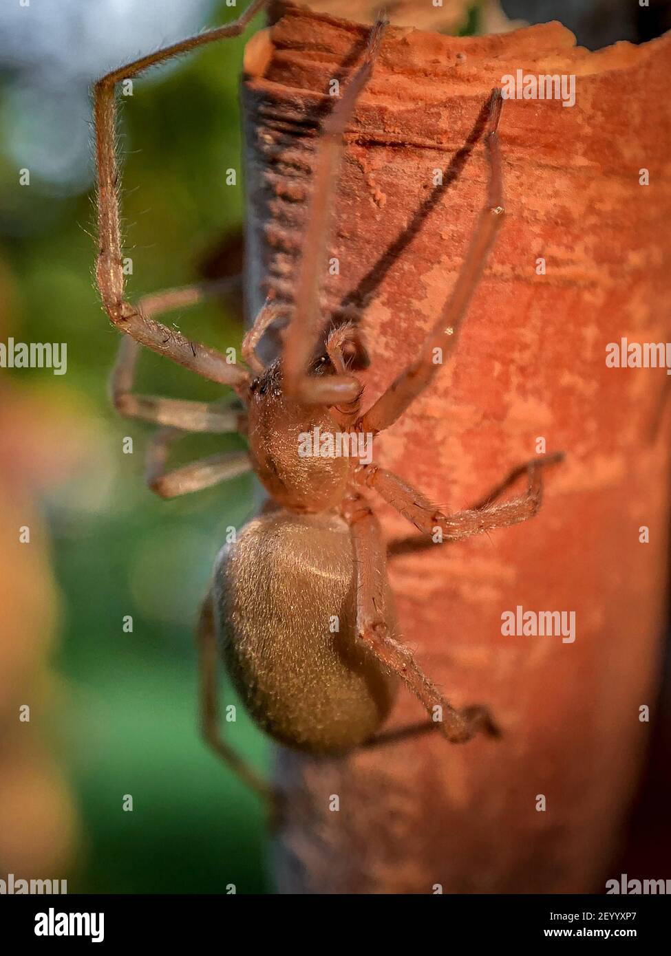 Large brown spider hi-res stock photography and images - Alamy