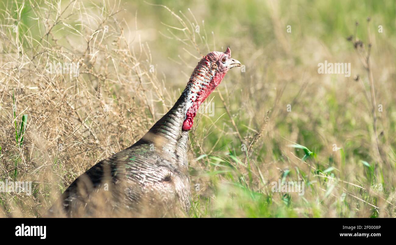 Male Turkey Running Tall Growth Big Wild Game Bird Stock Photo - Alamy