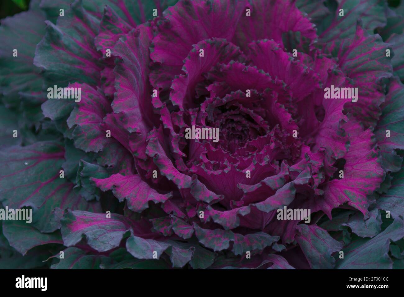 Rare sort of bright colored hybrid cabbage Stock Photo - Alamy