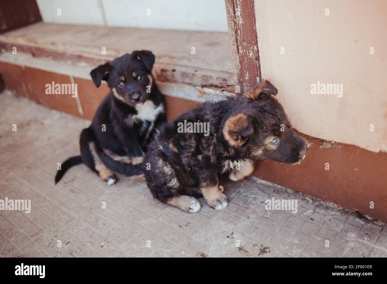 A couple of cute little puppy dogs sitting by the door of a buildings ...